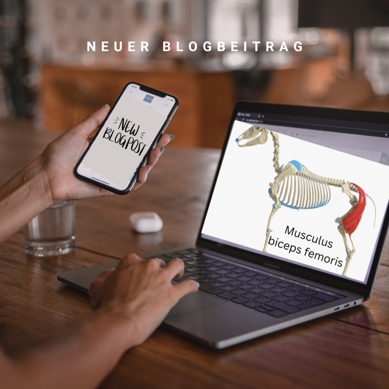 Musculus biceps femoris, ein Muskel mit einer sehr großen Wirkung auf ...