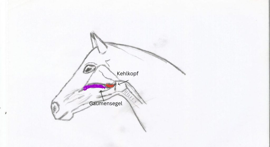 Der Kehlkopf des Pferdes und seine Muskeln – Sandra Heider – Praxis für ...